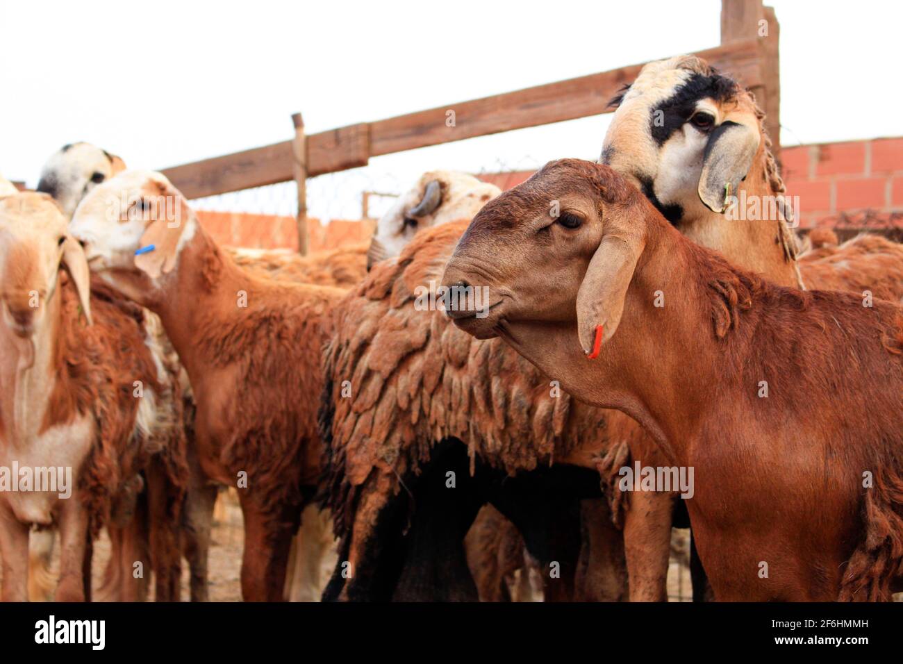 Goat Farm Desert Saudi Arabia Stock Photo - Alamy