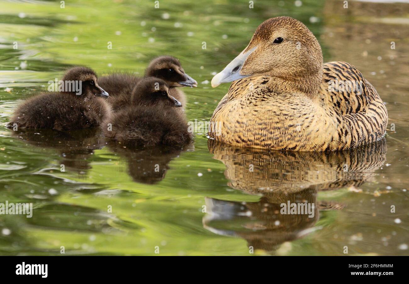 female of Common Eider with chickens - Somateria mollissima Stock Photo ...