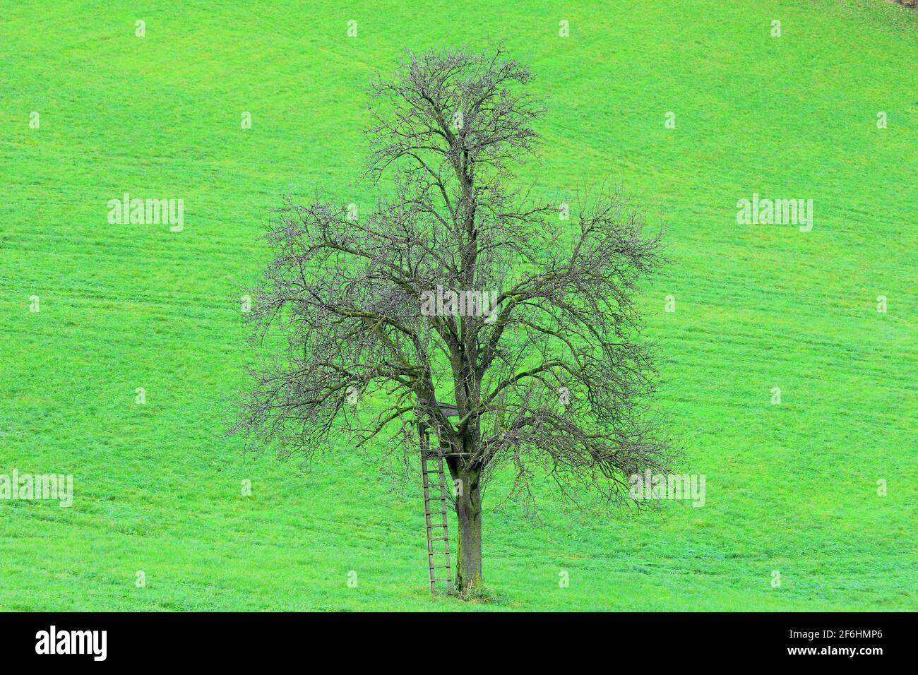 Single tree in Austrias landscape Stock Photo - Alamy