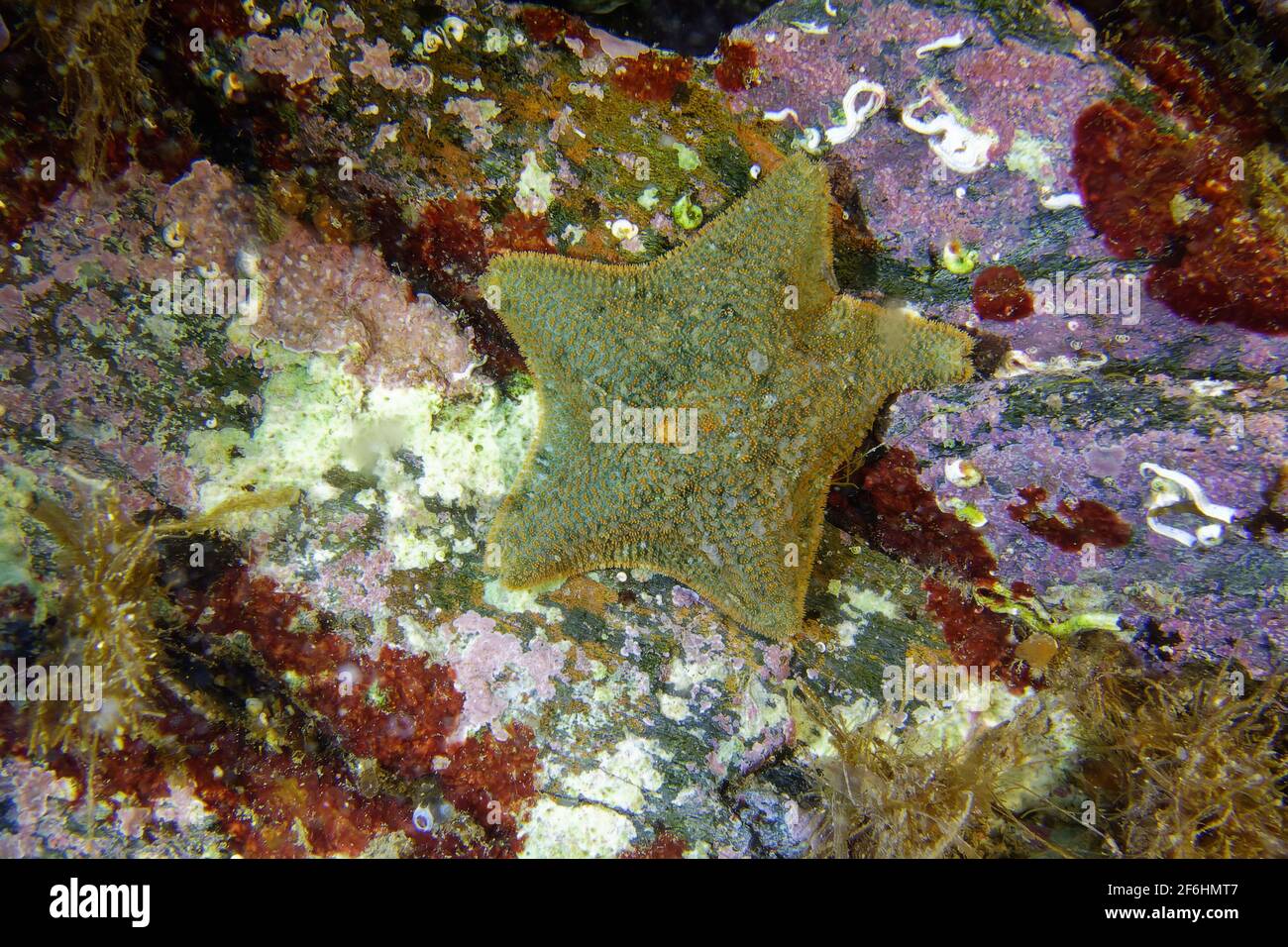 Starlet Sea Star High Resolution Stock Photography and Images - Alamy