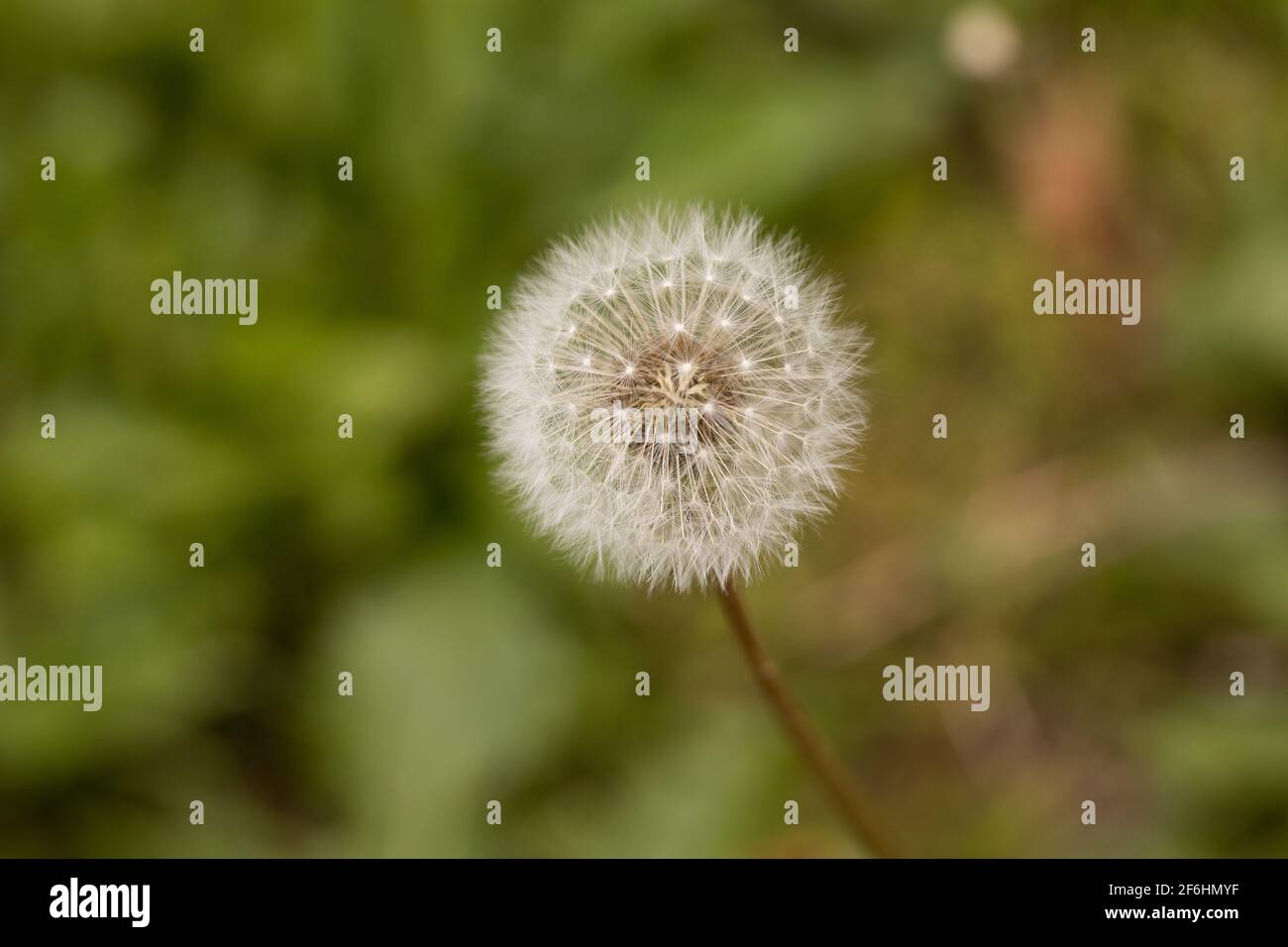 Dandelion seed dispersal hi-res stock photography and images - Alamy