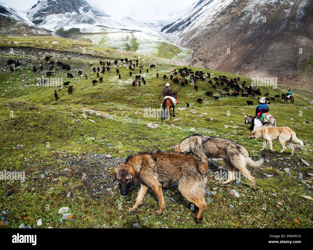 stockriders with dogs and flock in alay mountains Stock Photo - Alamy
