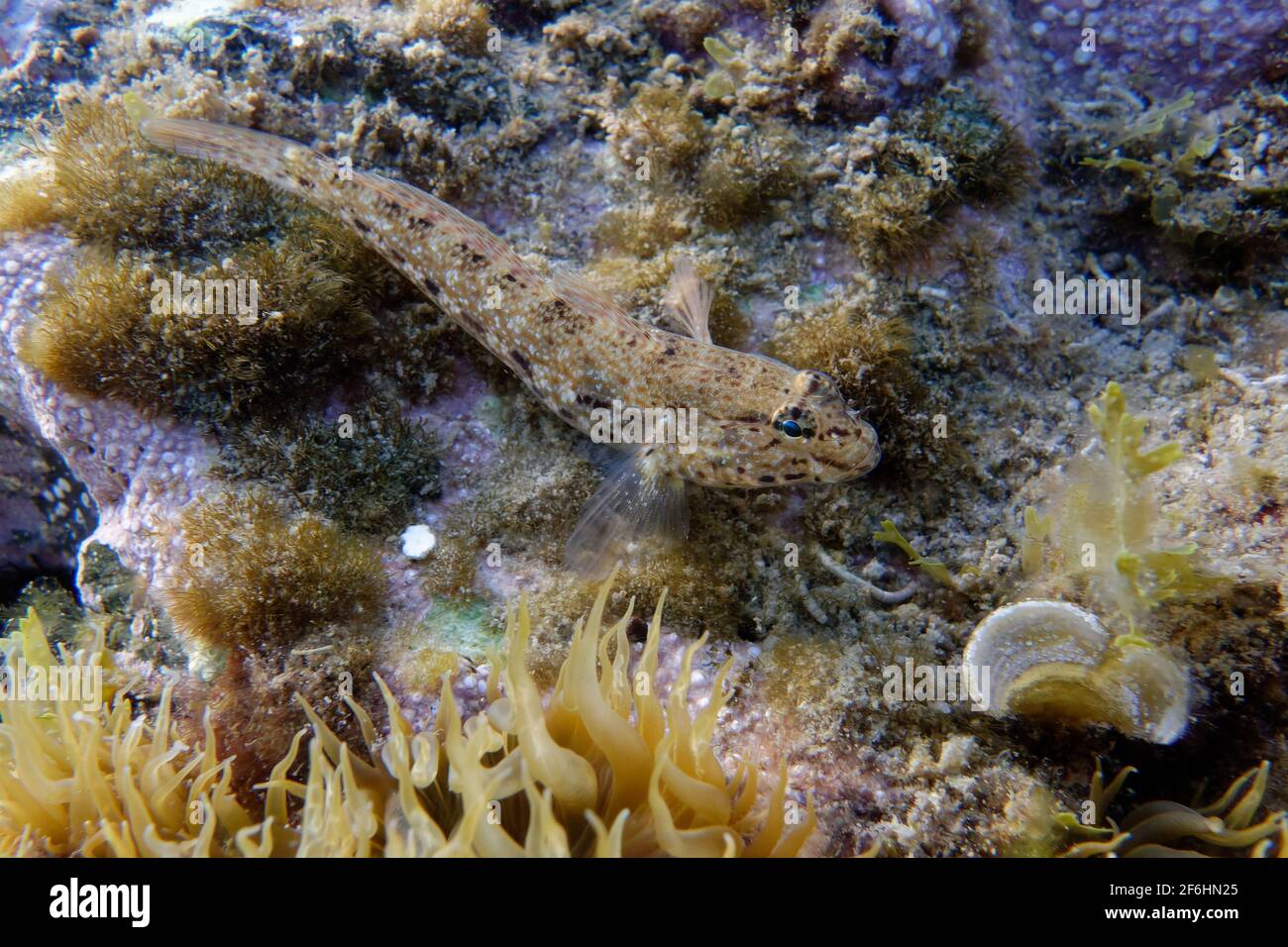 Striped Goby (Gobius incognitus) in Mediterranean Sea Stock Photo - Alamy