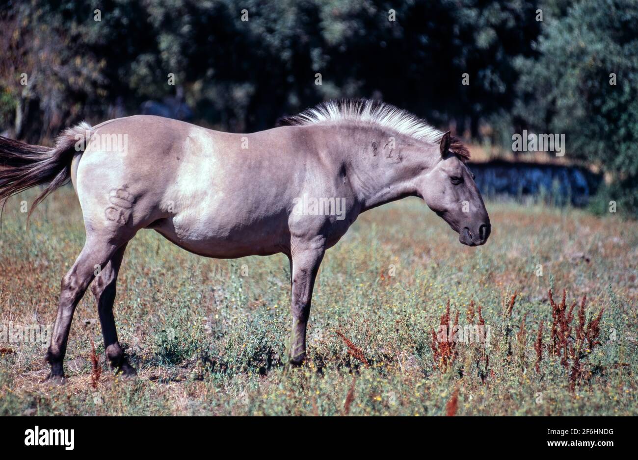 Primitive Markings High Resolution Stock Photography and Images - Alamy