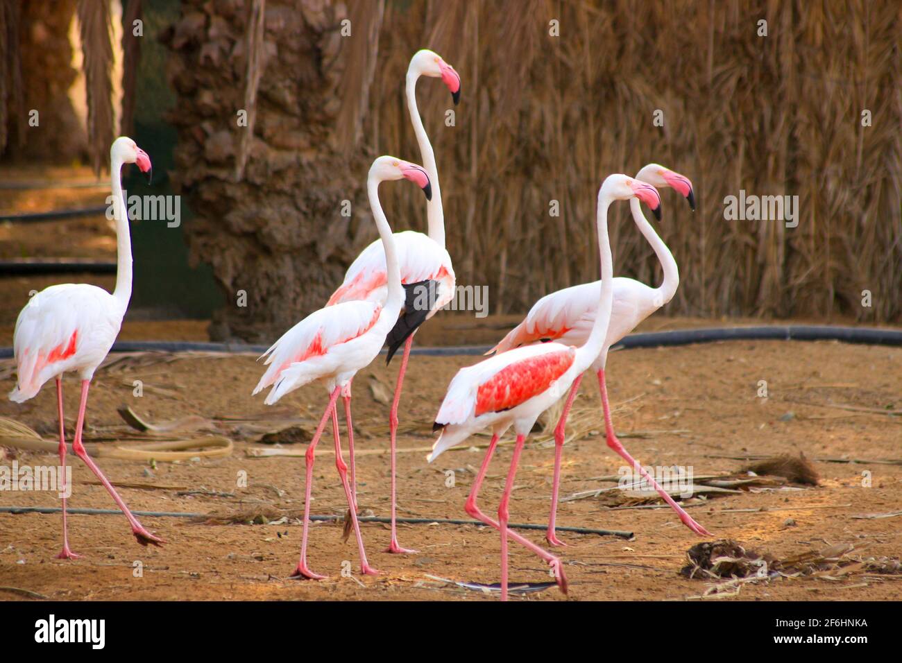 White fauna flamingo icon hi-res stock photography and images - Alamy