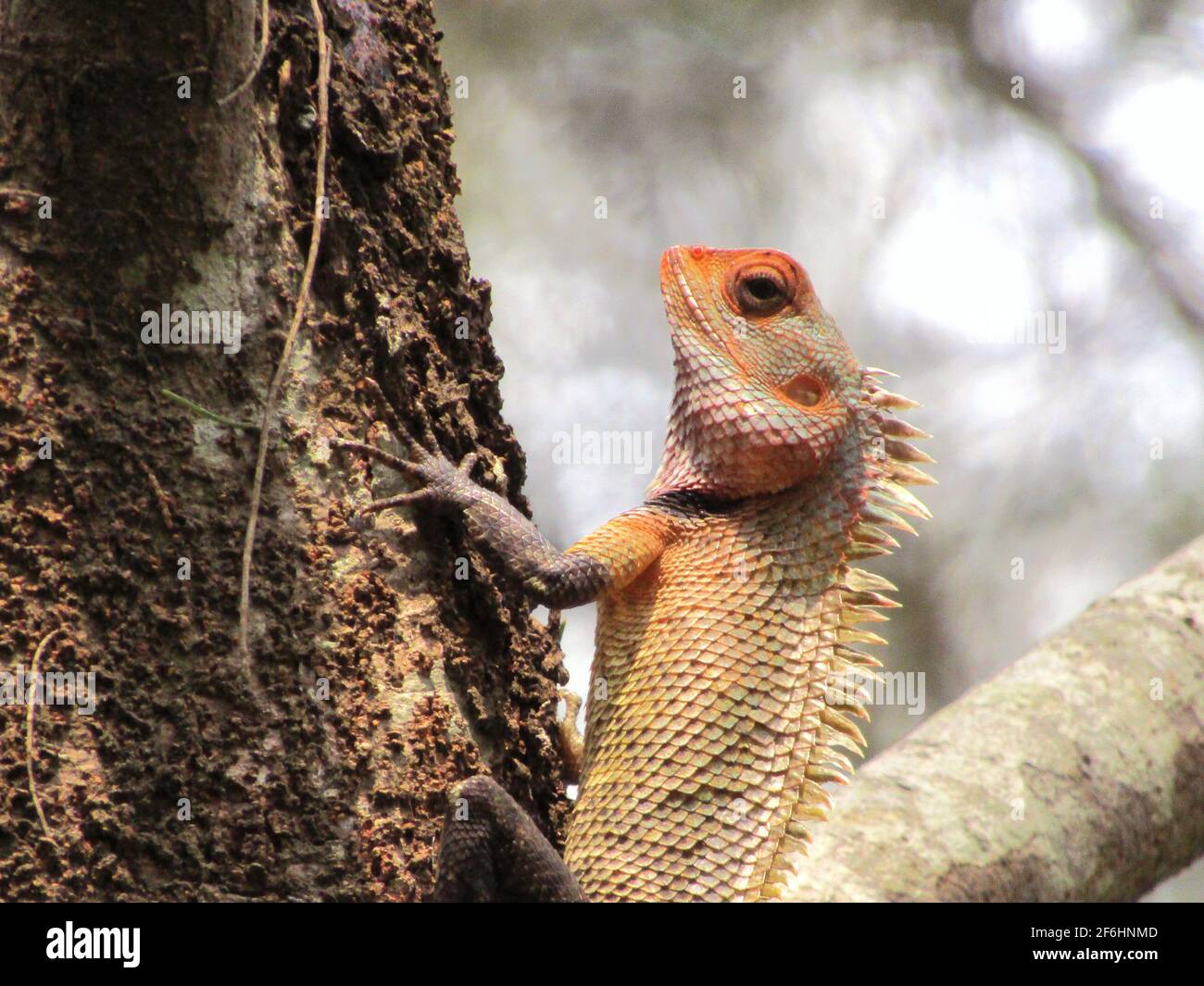 Indian Lizards High Resolution Stock Photography and Images - Alamy