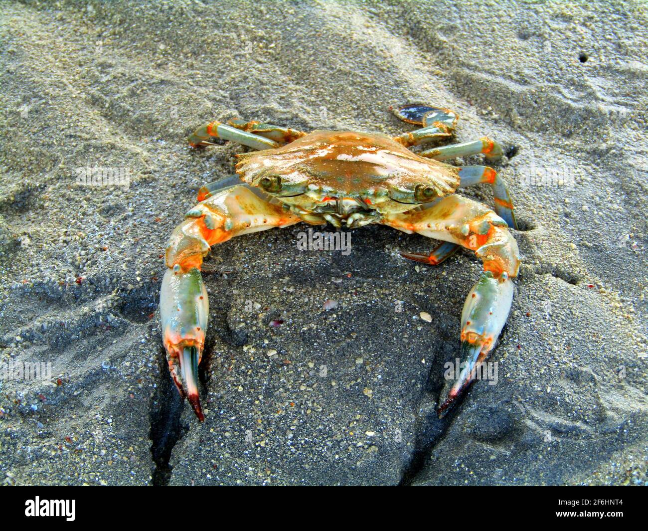 Blue crabs sign hi-res stock photography and images - Alamy