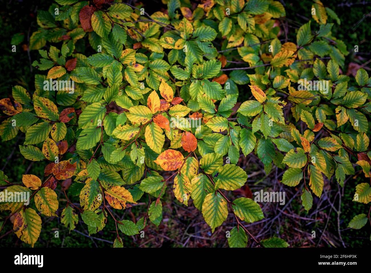 Autumn leaves and autumn colors in the forest, leaves with beautiful ...