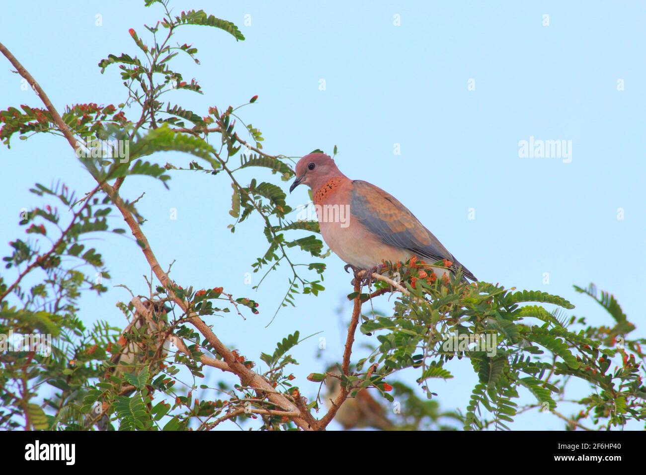 Flock birds graphic blue hi-res stock photography and images - Alamy