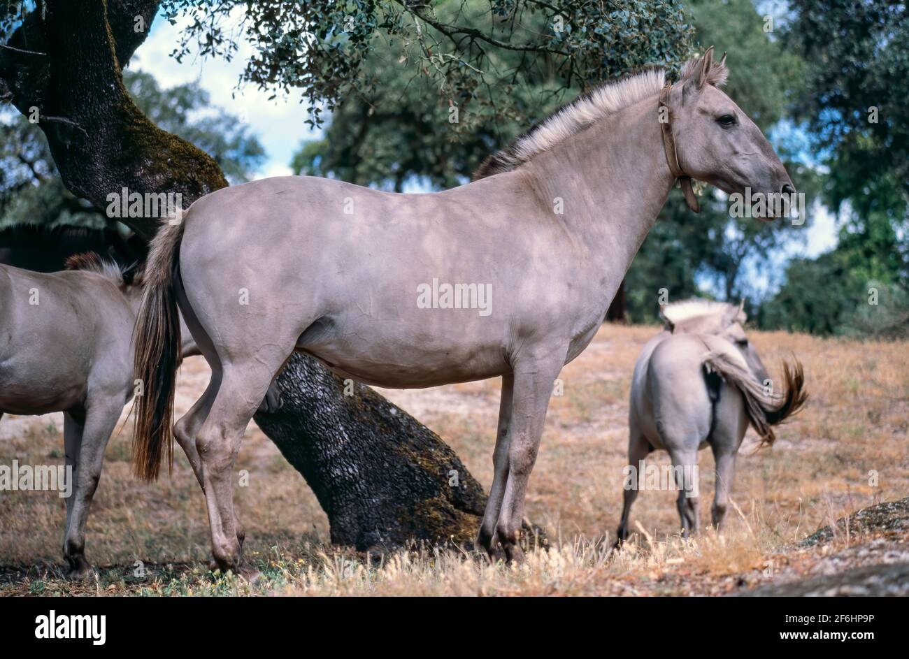 Primitive Markings High Resolution Stock Photography and Images - Alamy