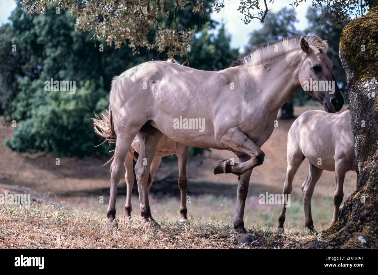 Primitive Markings High Resolution Stock Photography and Images - Alamy