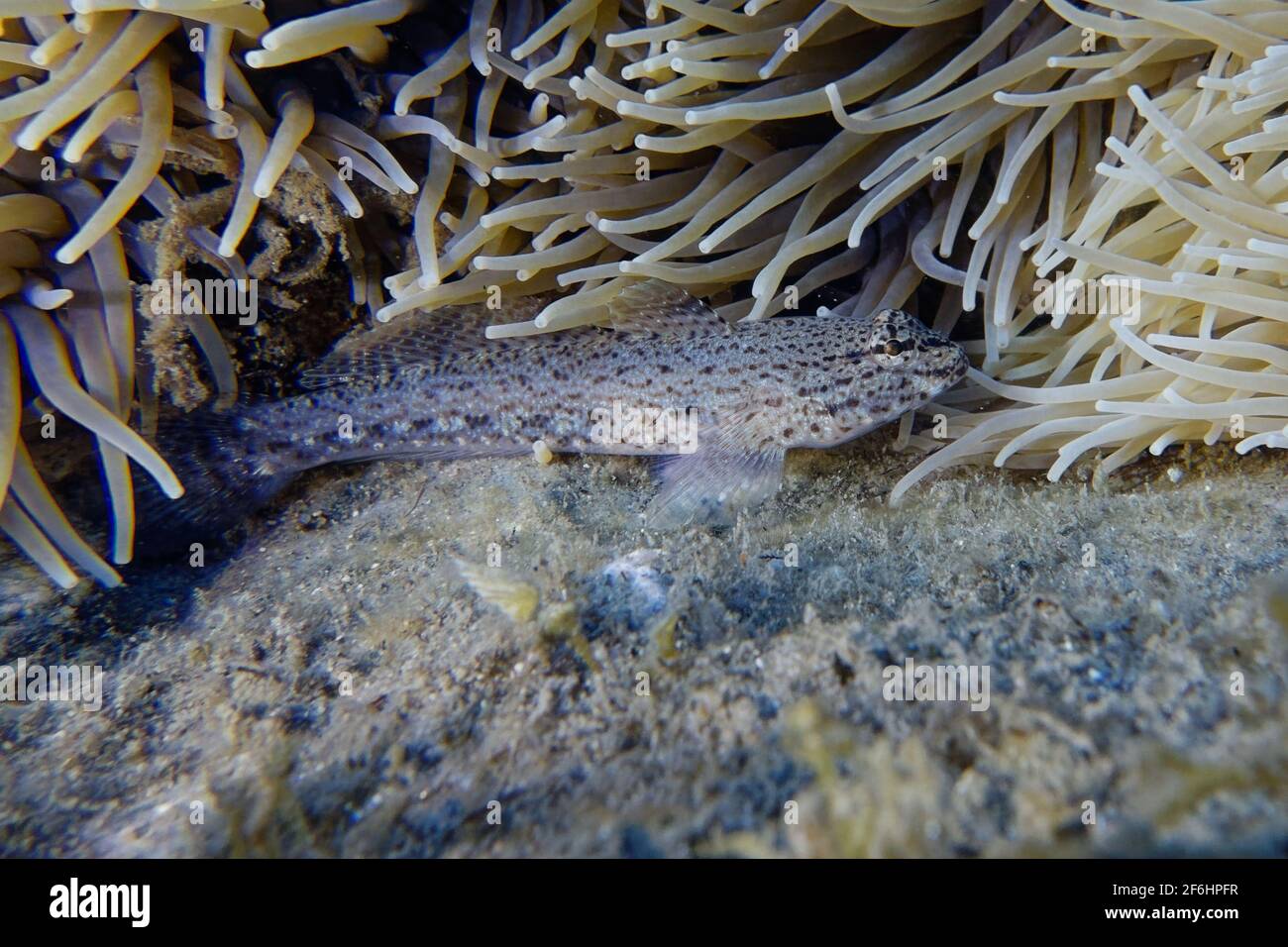 Striped Goby (Gobius incognitus) in Mediterranean Sea Stock Photo - Alamy