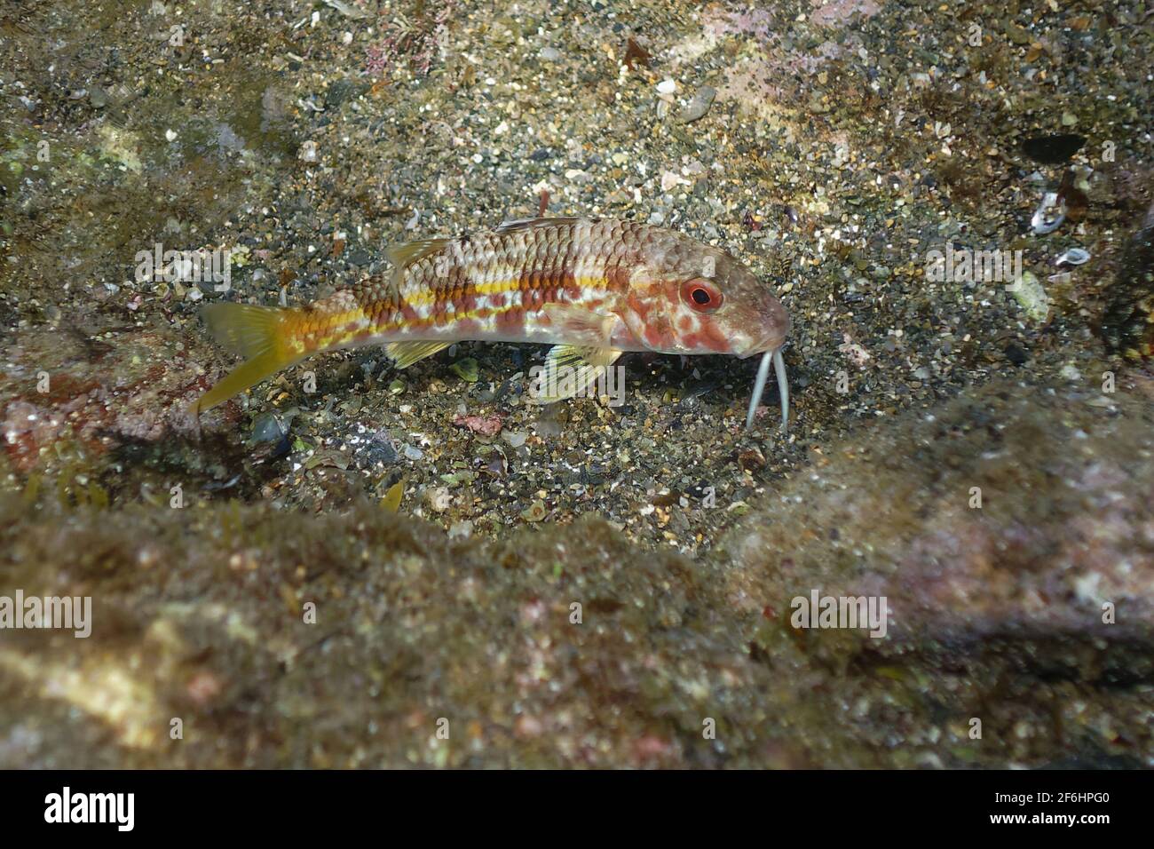 Striped red mullet (Mullus surmuletus Stock Photo - Alamy