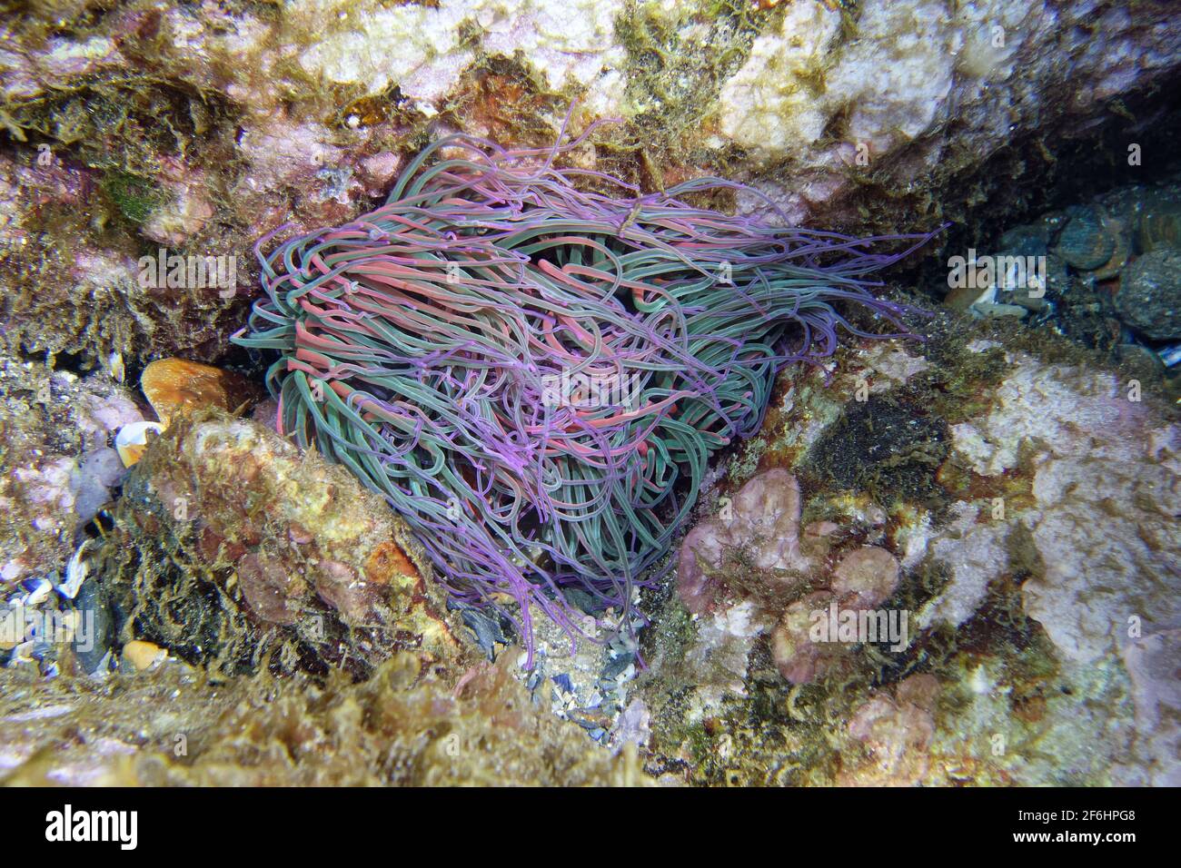 Snakelocks anemone (Anemonia viridis Stock Photo - Alamy