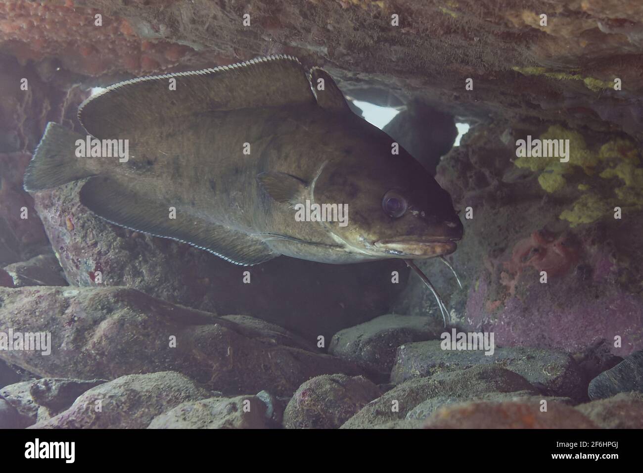 Forkbeard fish hi-res stock photography and images - Alamy
