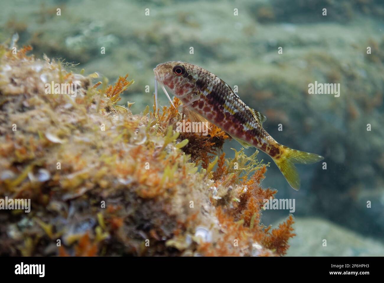 Red mullet underwater hi-res stock photography and images - Alamy