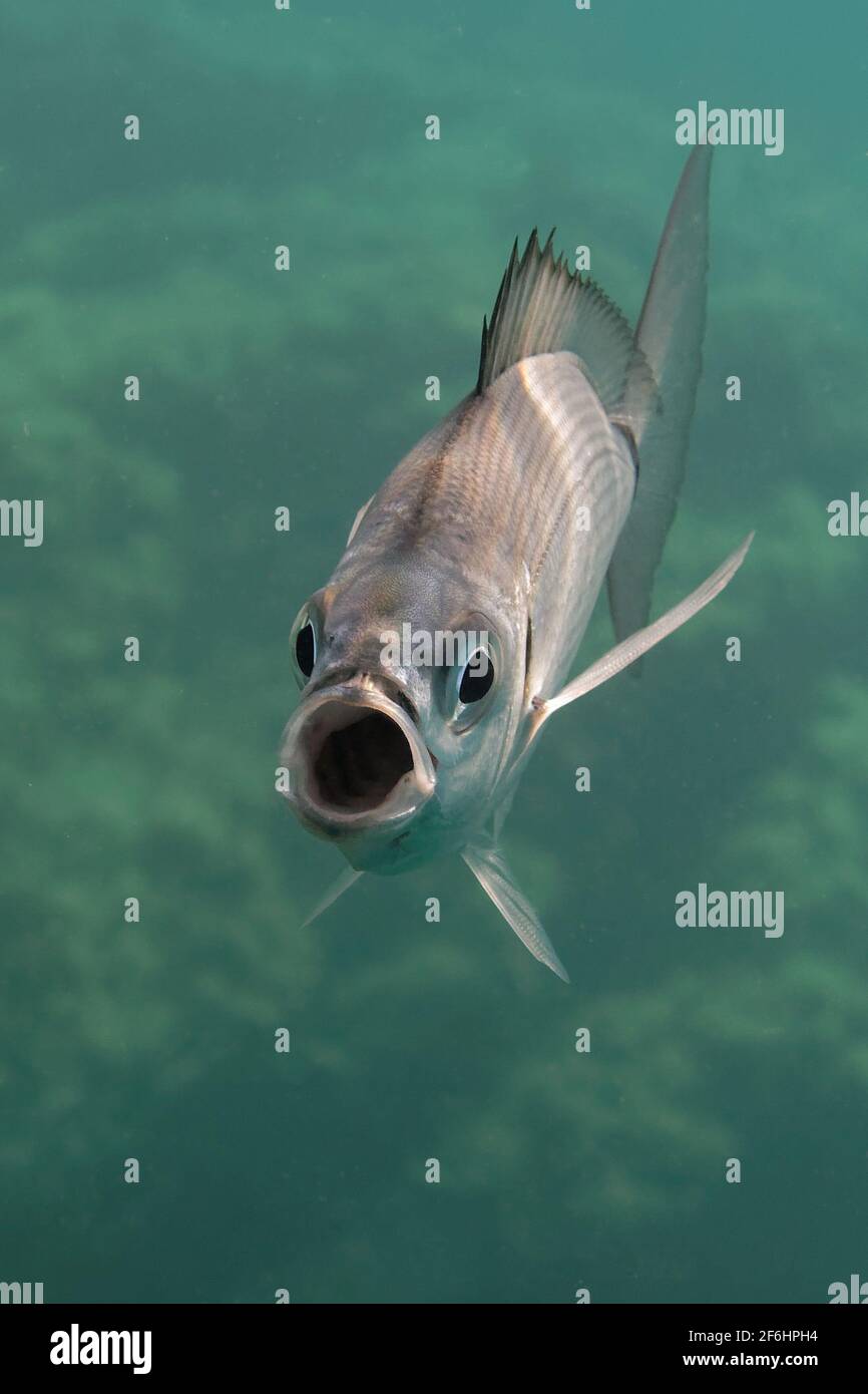 Saddled seabream (oblada melanura) in Mediterranean Sea Stock Photo - Alamy