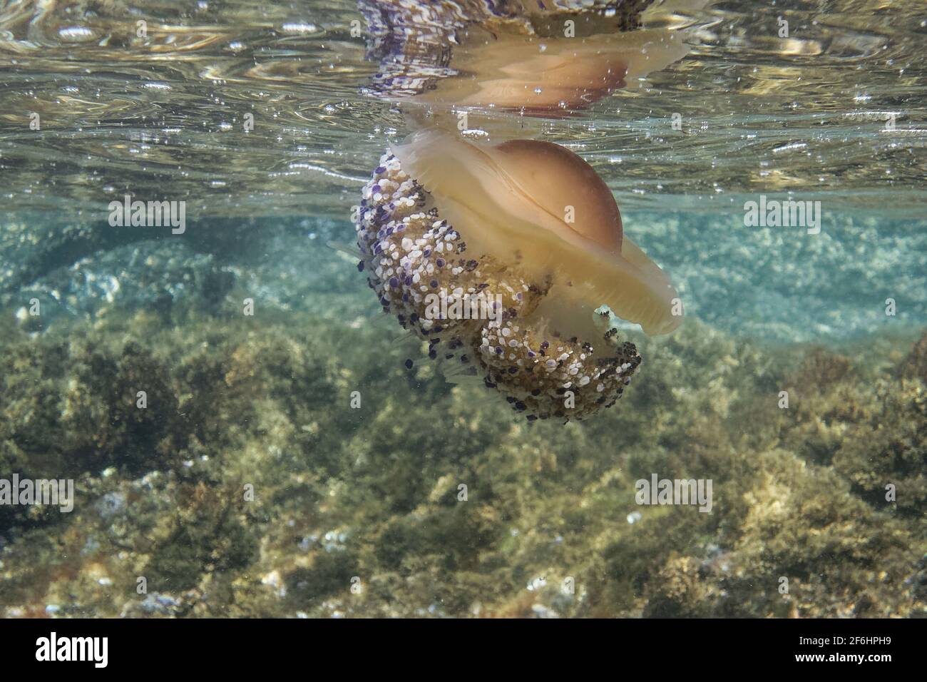 Egg jellyfish (Cotylorhiza tuberculata Stock Photo - Alamy