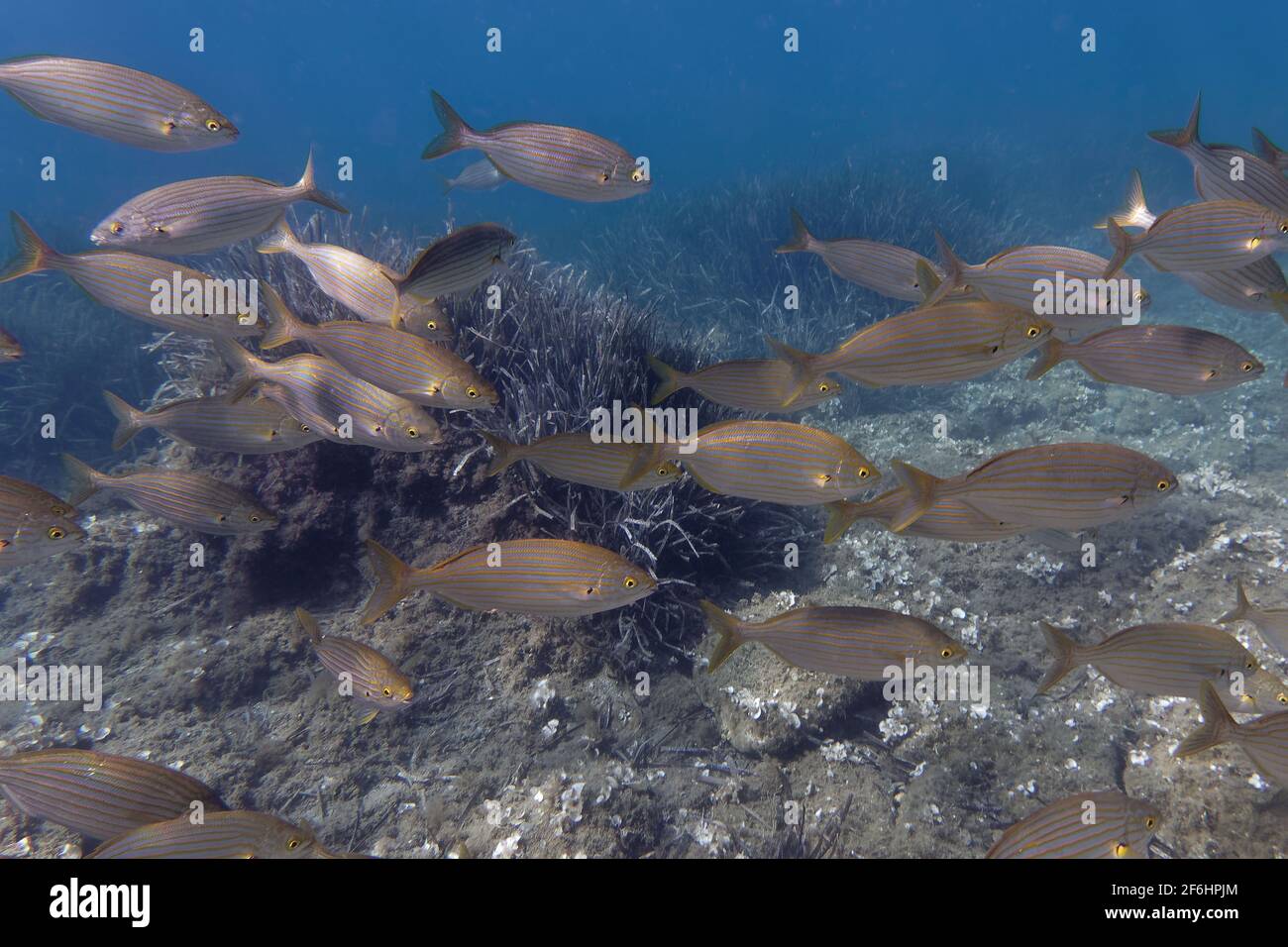 Salema (Sarpa salpa Stock Photo - Alamy
