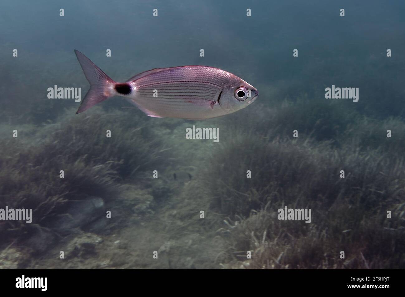 Saddled seabream (oblada melanura) in Mediterranean Sea Stock Photo - Alamy