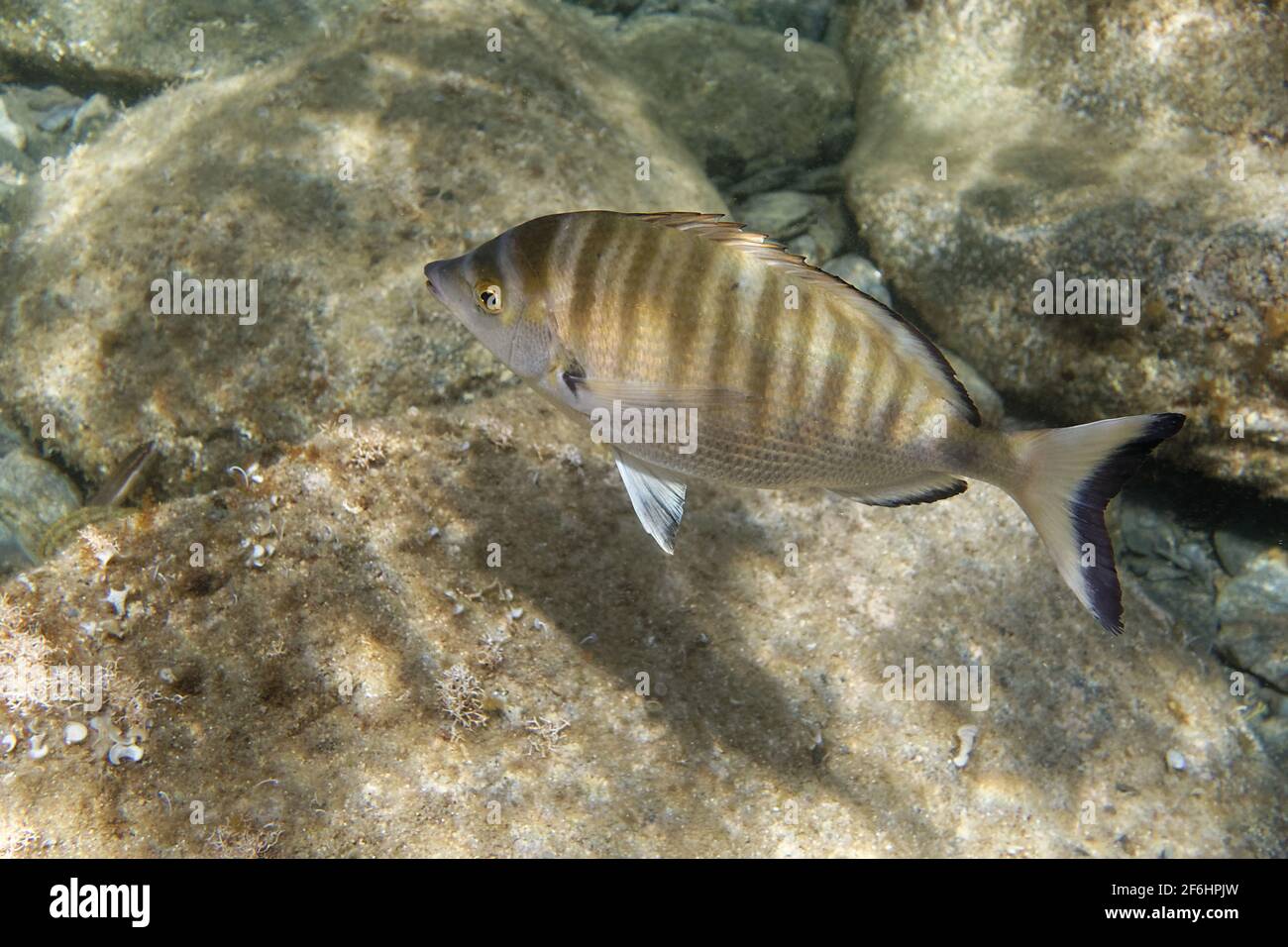 Striped seabream hi-res stock photography and images - Alamy