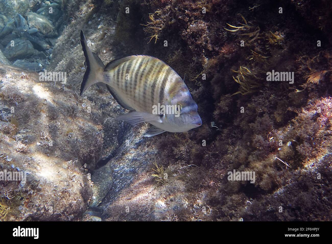 Striped seabream hi-res stock photography and images - Alamy