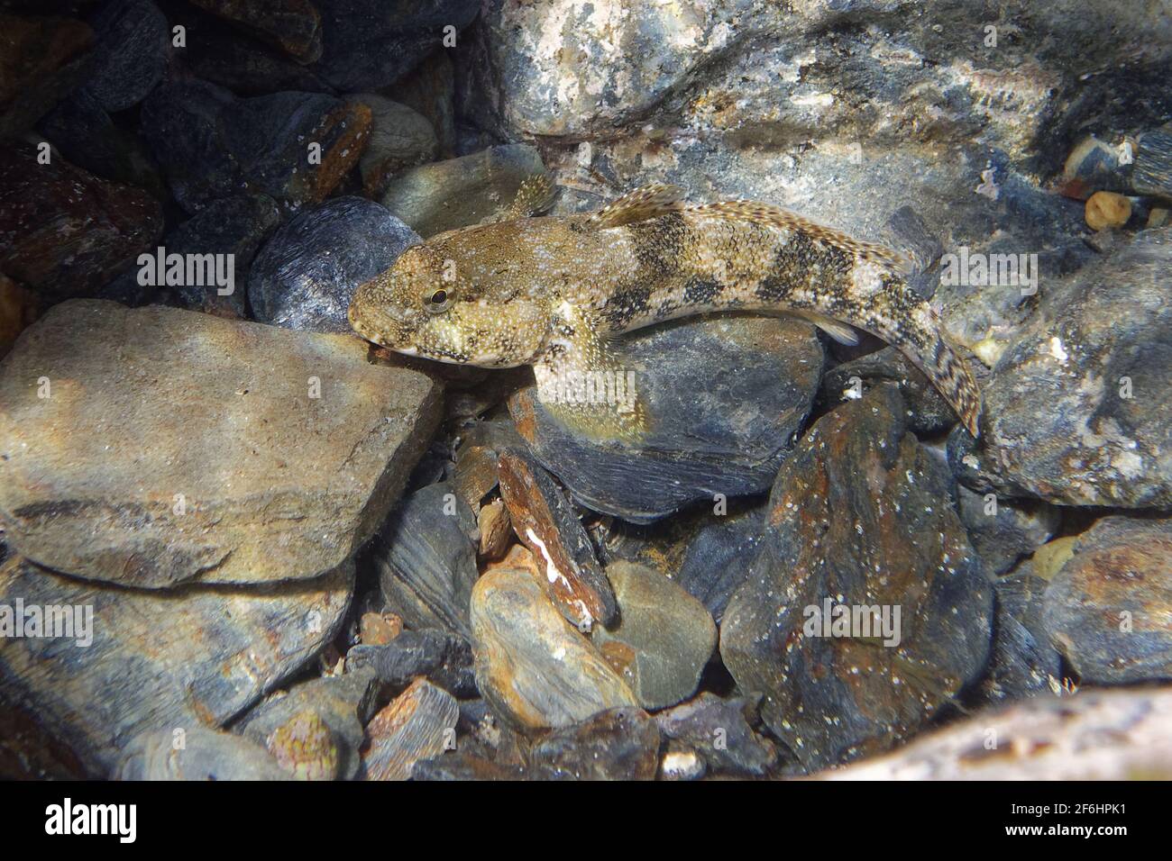 Giant goby (Gobius cobitis Stock Photo - Alamy