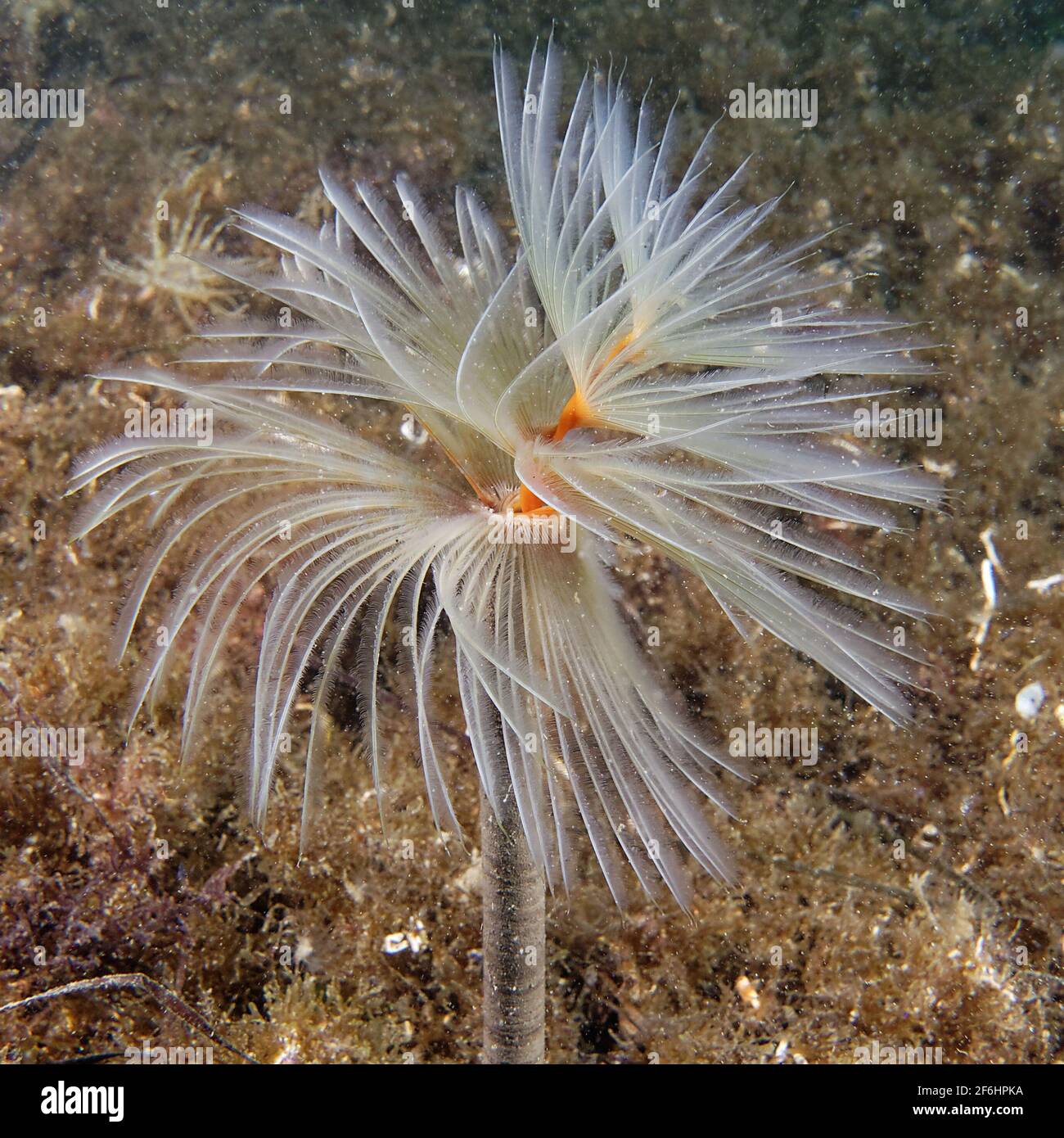 Spiral tube-worm (Sabella spallanzanii Stock Photo - Alamy