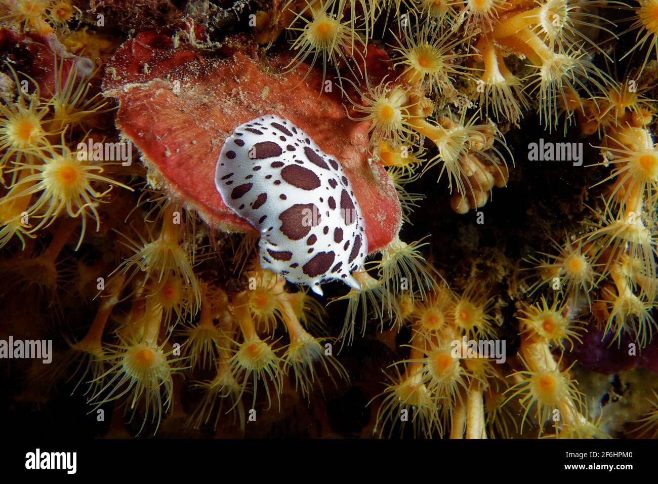 The dotted sea slug hi-res stock photography and images - Alamy