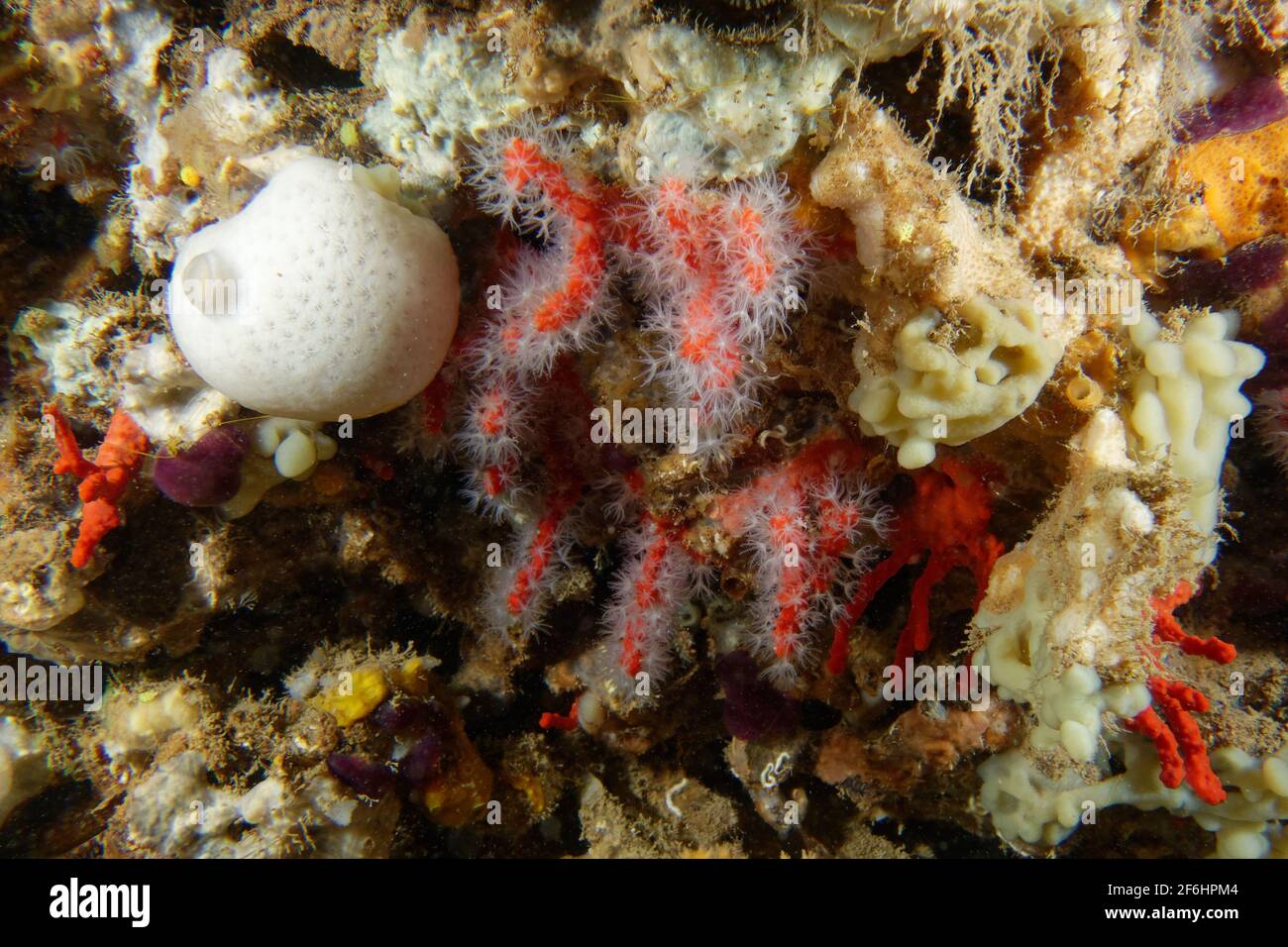 Precious coral or Red coral (Corallium rubrum) in Mediterranean Sea ...