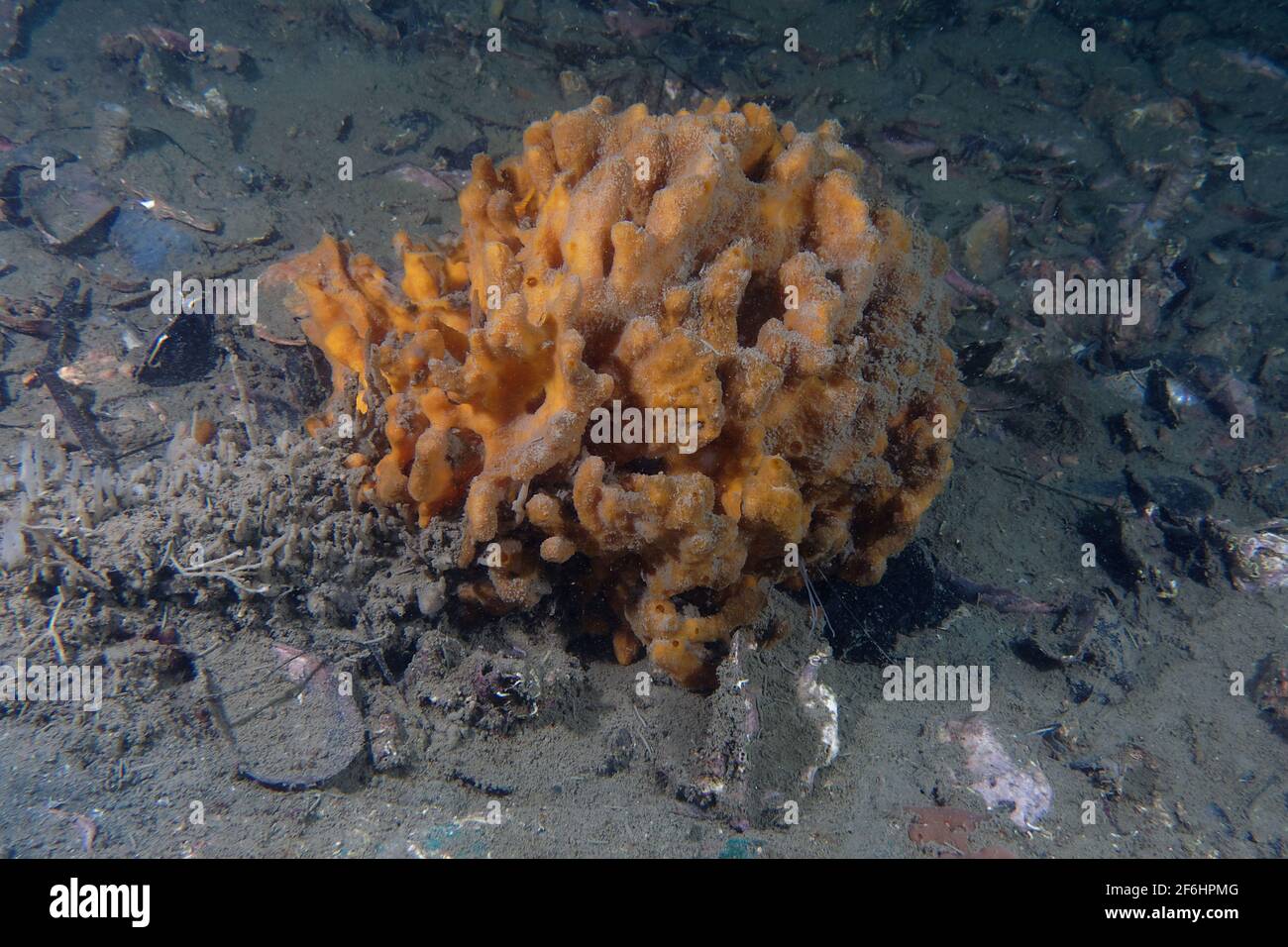 Yellow sponge (Axinella damicornis Stock Photo - Alamy