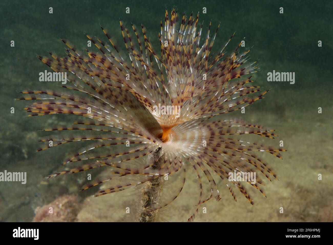 Sabella spallanzanii hi-res stock photography and images - Alamy