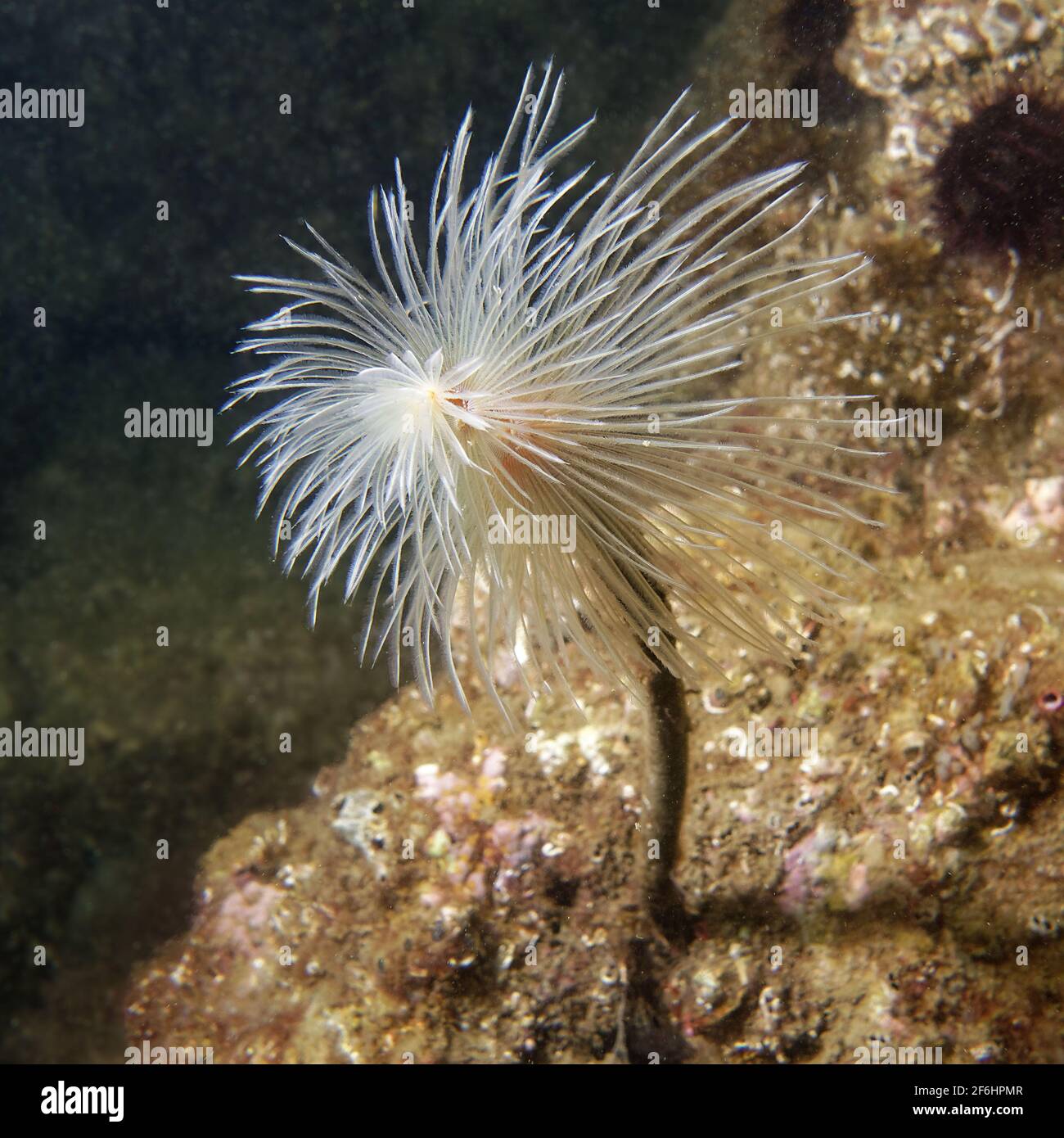 Spiral tube-worm (Sabella spallanzanii Stock Photo - Alamy