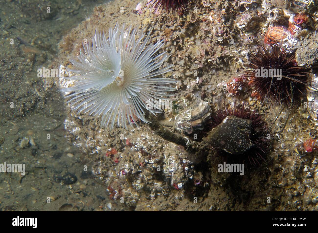 Spiral tube-worm (Sabella spallanzanii Stock Photo - Alamy