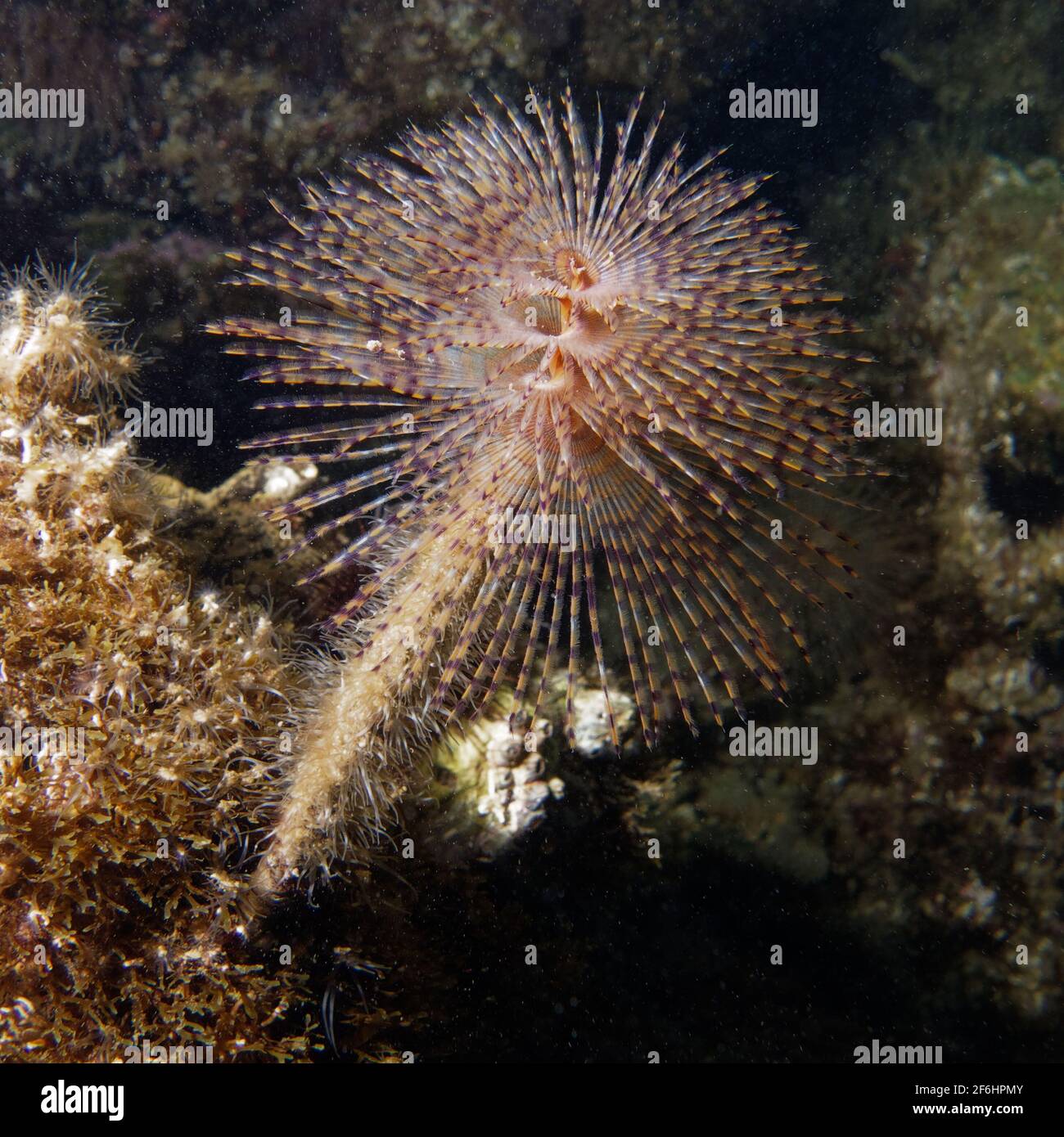 Spiral tube-worm (Sabella spallanzanii Stock Photo - Alamy
