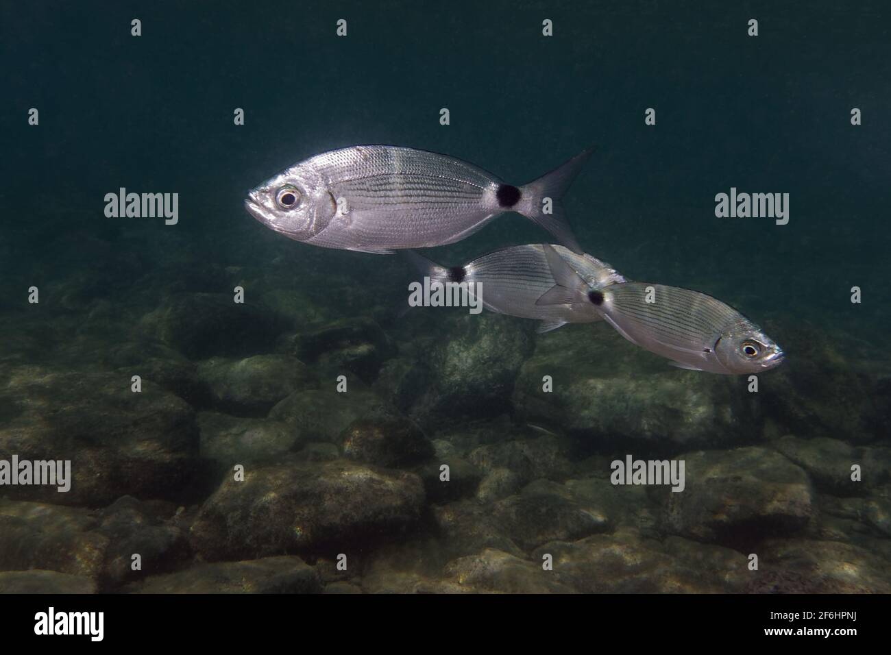 Saddled seabream (oblada melanura) in Mediterranean Sea Stock Photo - Alamy