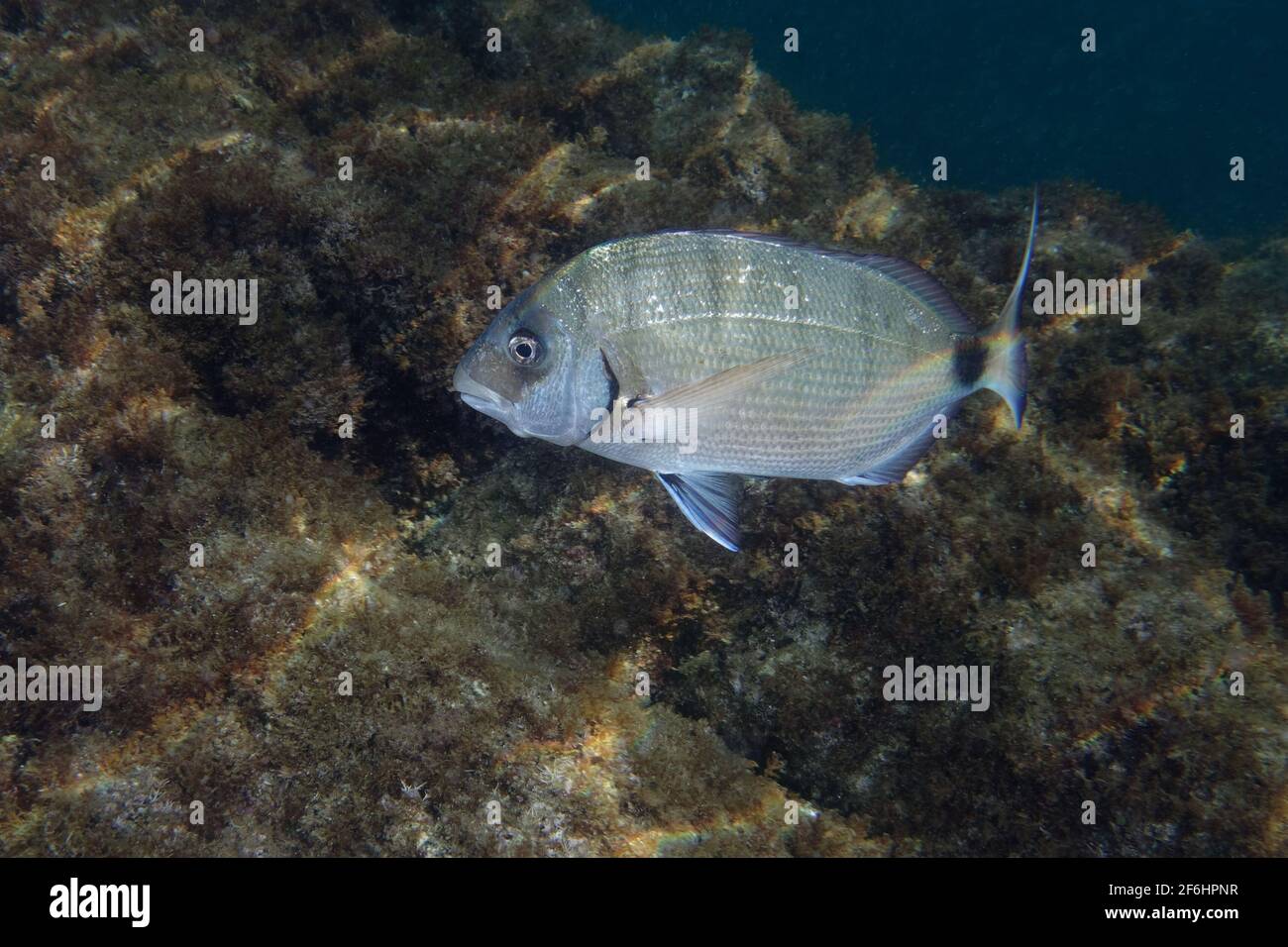 White seabream or Sargo (diplodus sargus sargus) in Mediterranean Sea ...