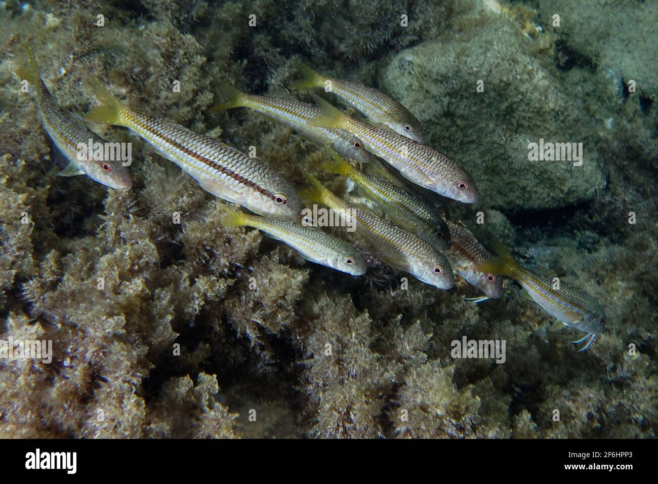 Striped red mullets (Mullus surmuletus Stock Photo - Alamy