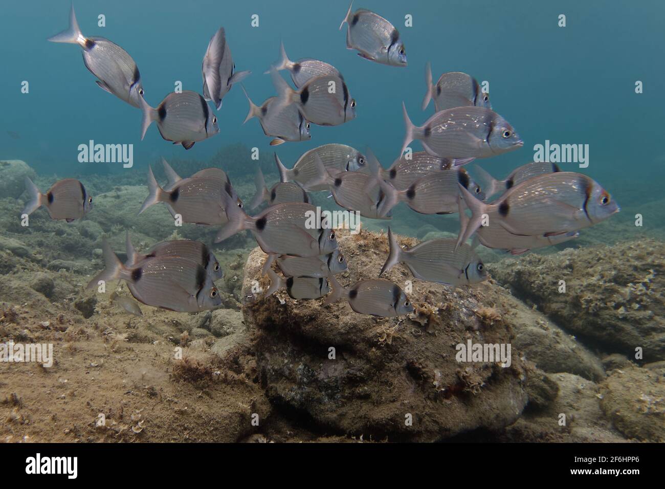 Two banded bream (Diplodus vulgaris) in Mediterranean Sea Stock Photo ...
