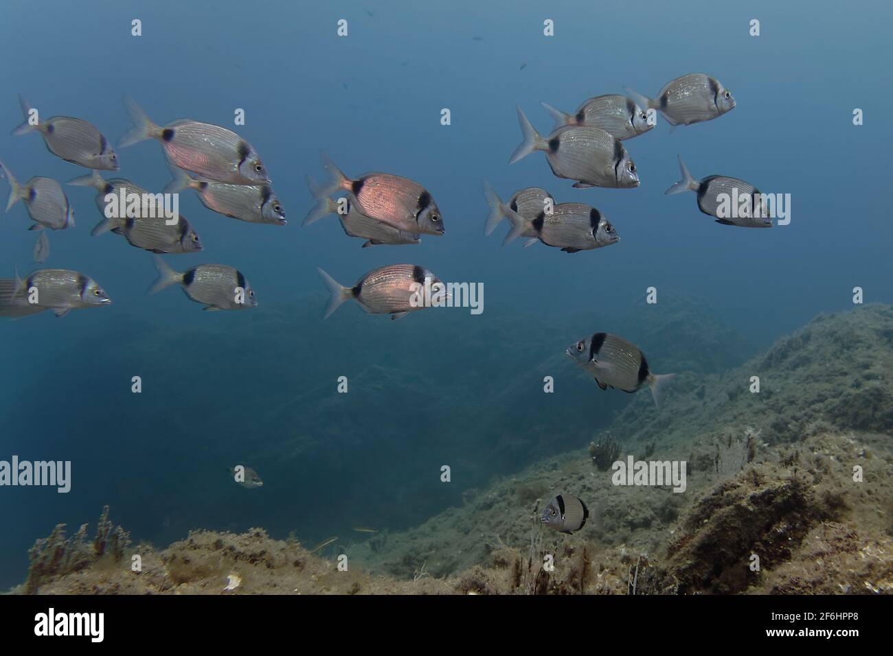 Two banded sea bream diplodus vulgaris hi-res stock photography and ...