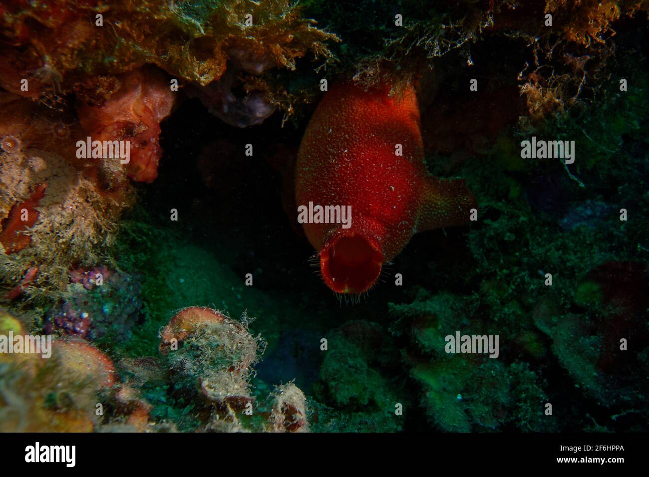 Red seasquirt or Sea peach (Halocynthia papillosa Stock Photo - Alamy