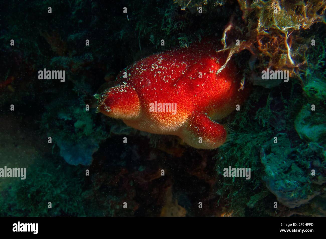 Red seasquirt or Sea peach (Halocynthia papillosa Stock Photo - Alamy