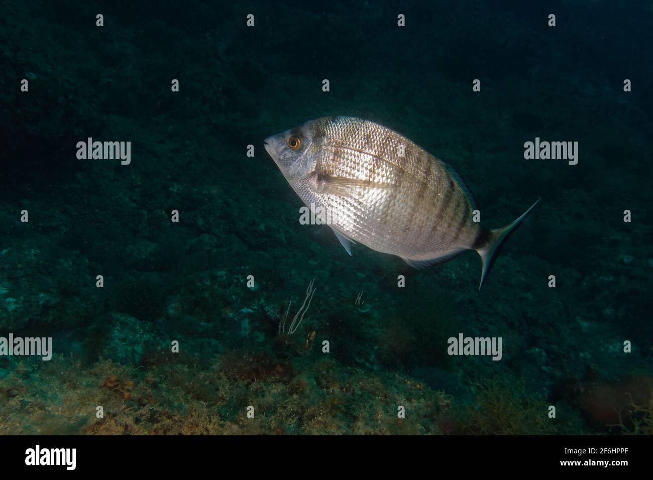 Striped seabream hi-res stock photography and images - Alamy