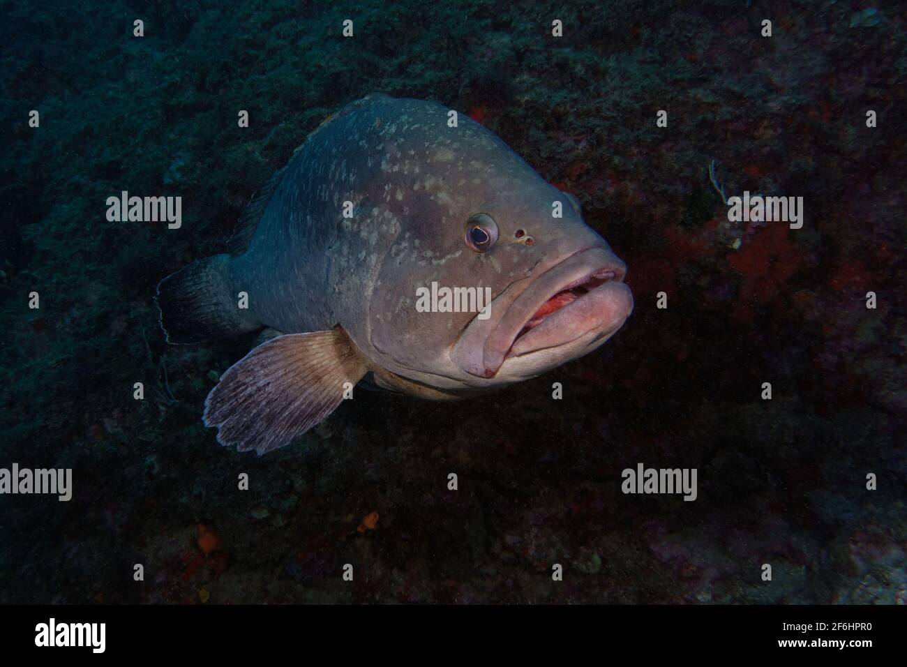 Dusky grouper (Epinephelus marginatus Stock Photo - Alamy