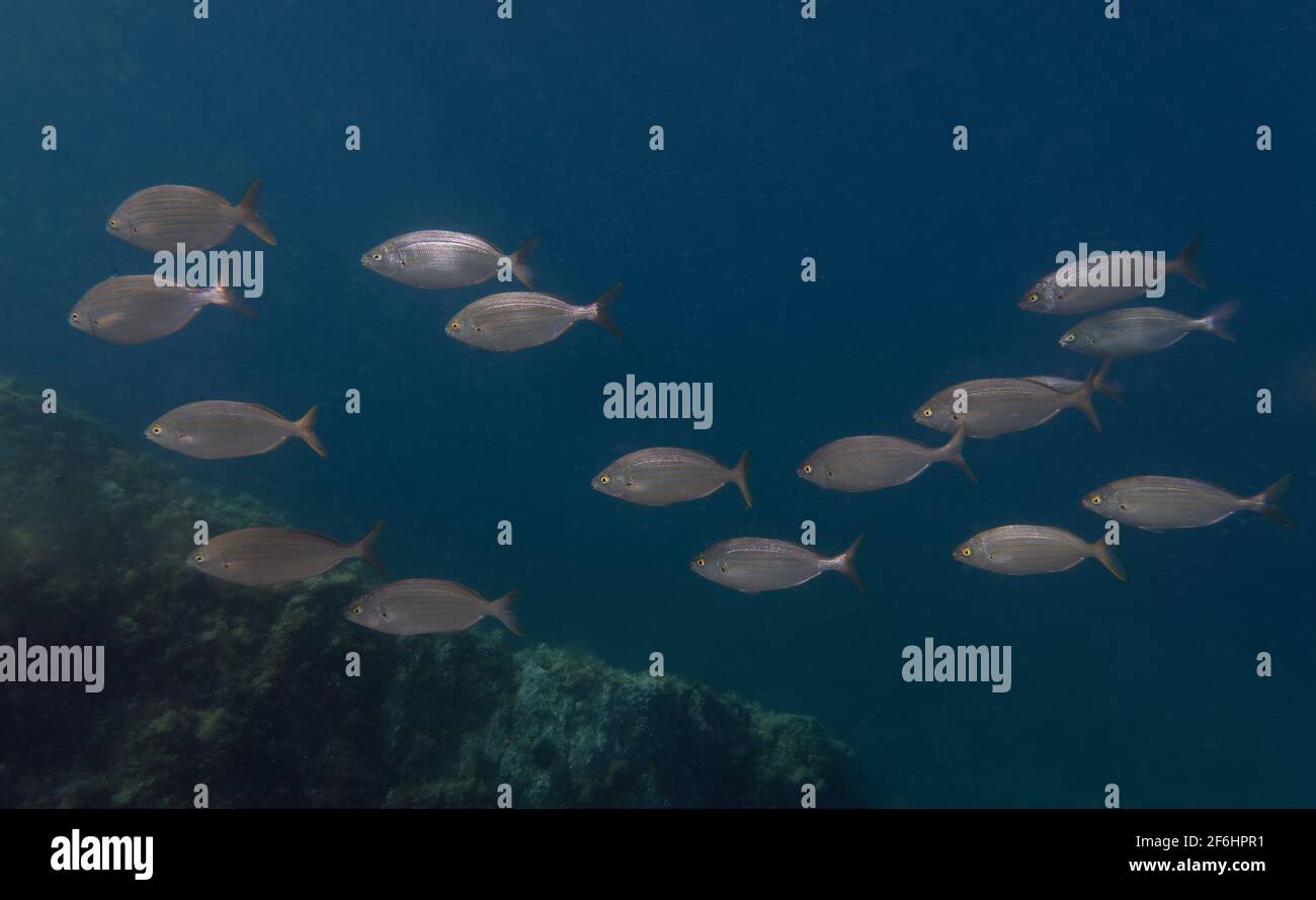 Salema (Sarpa salpa Stock Photo - Alamy