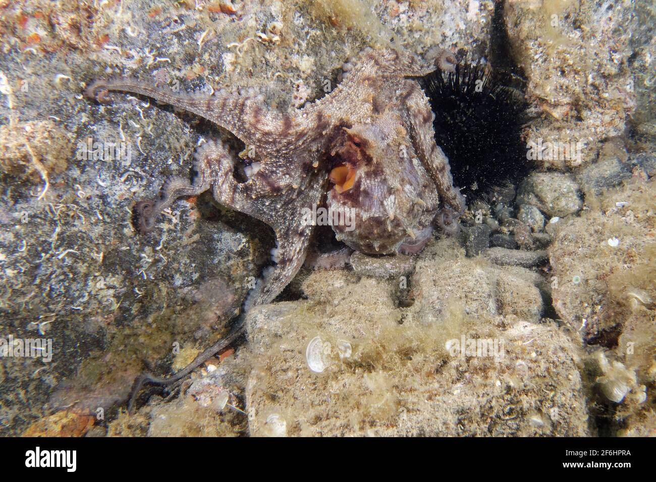 Common octopus (Octopus vulgaris Stock Photo - Alamy