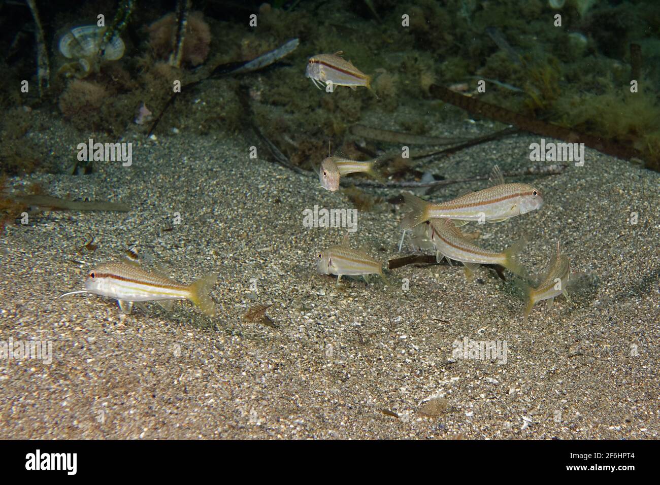 Striped mullets hi-res stock photography and images - Alamy