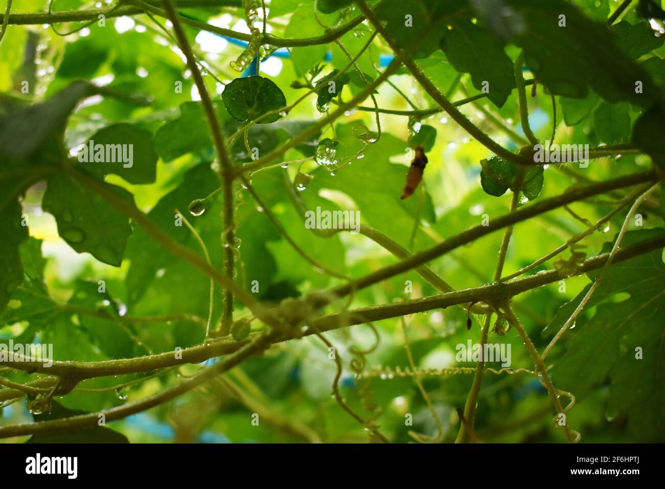 Bitter gourd plant hi-res stock photography and images - Alamy