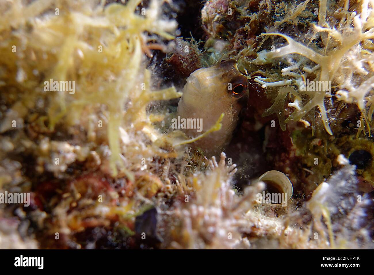 Long-striped blenny (Parablennius rouxi) in Mediterranean Sea Stock ...