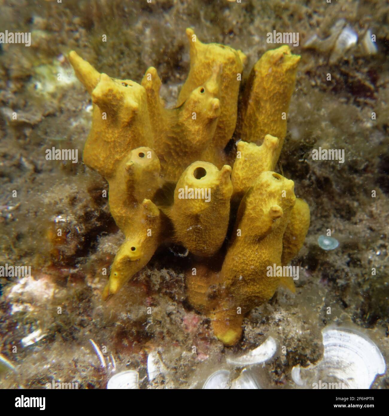 Golden sponge (Aplysina aerophoba Stock Photo - Alamy